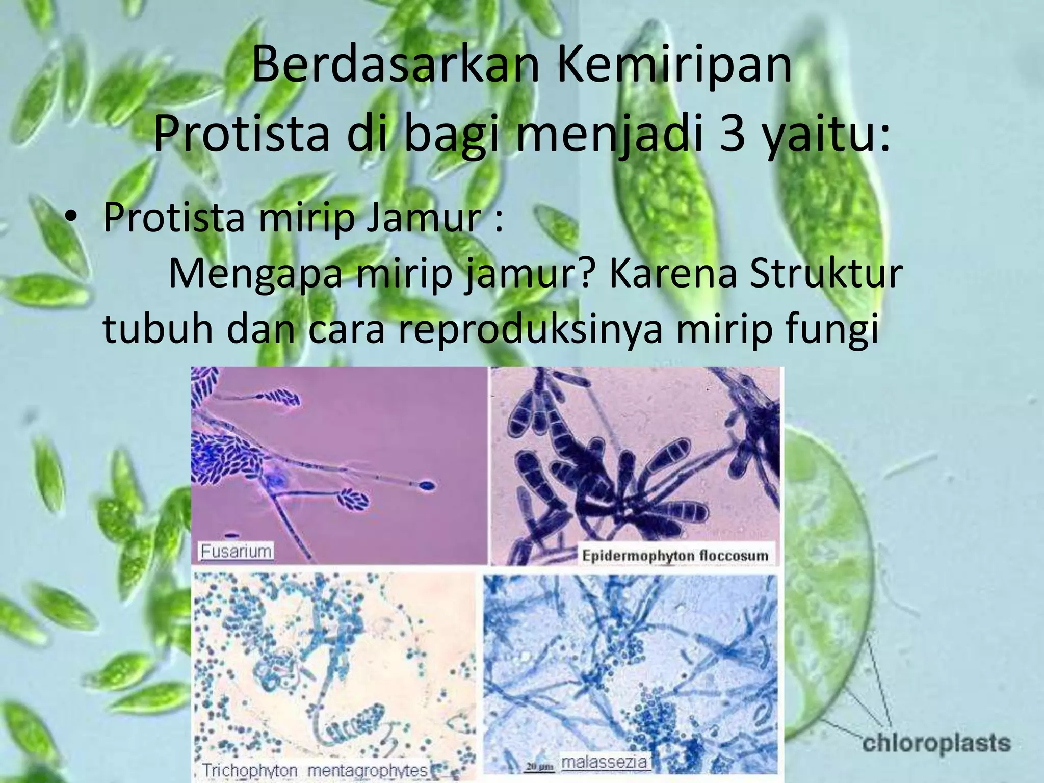 Protista | PPT