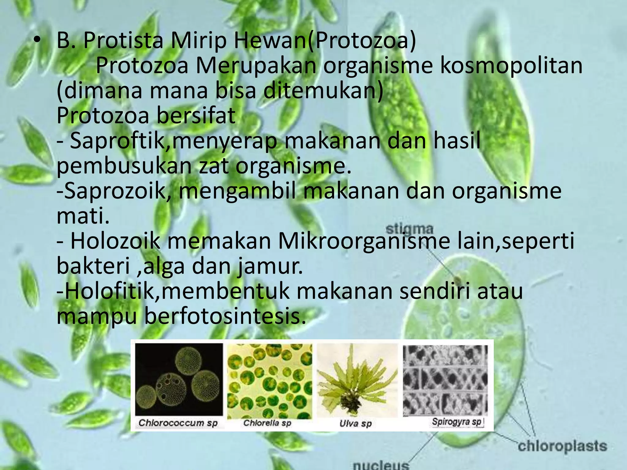 Protista | PPT | Free Download