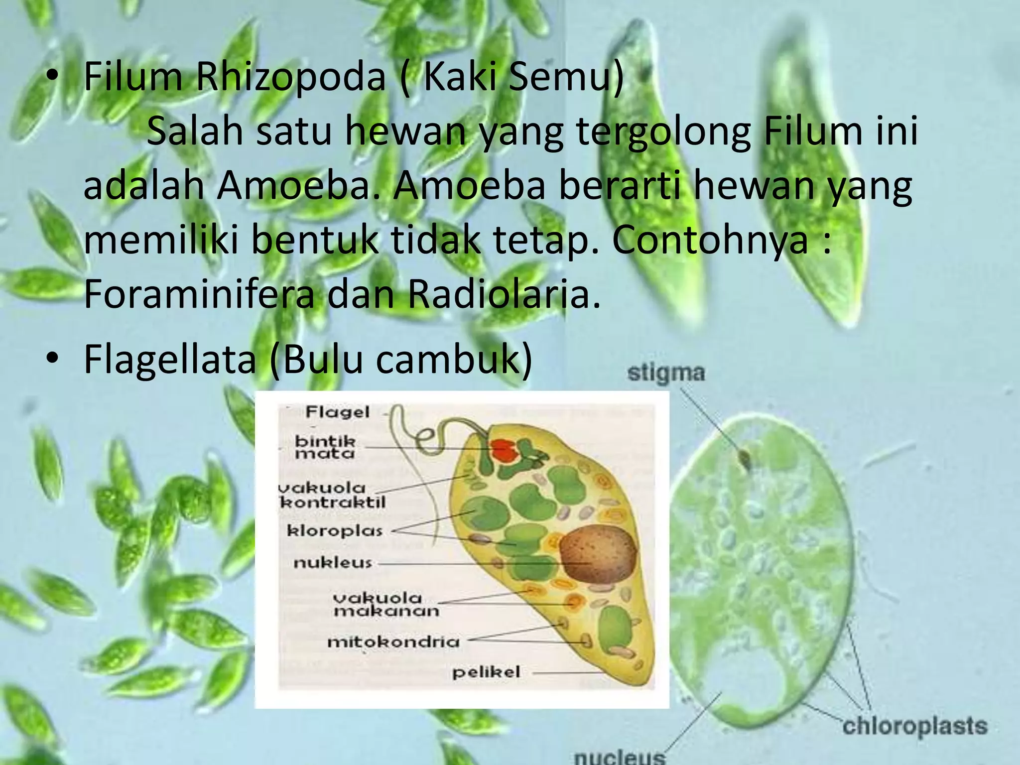 Protista | PPT