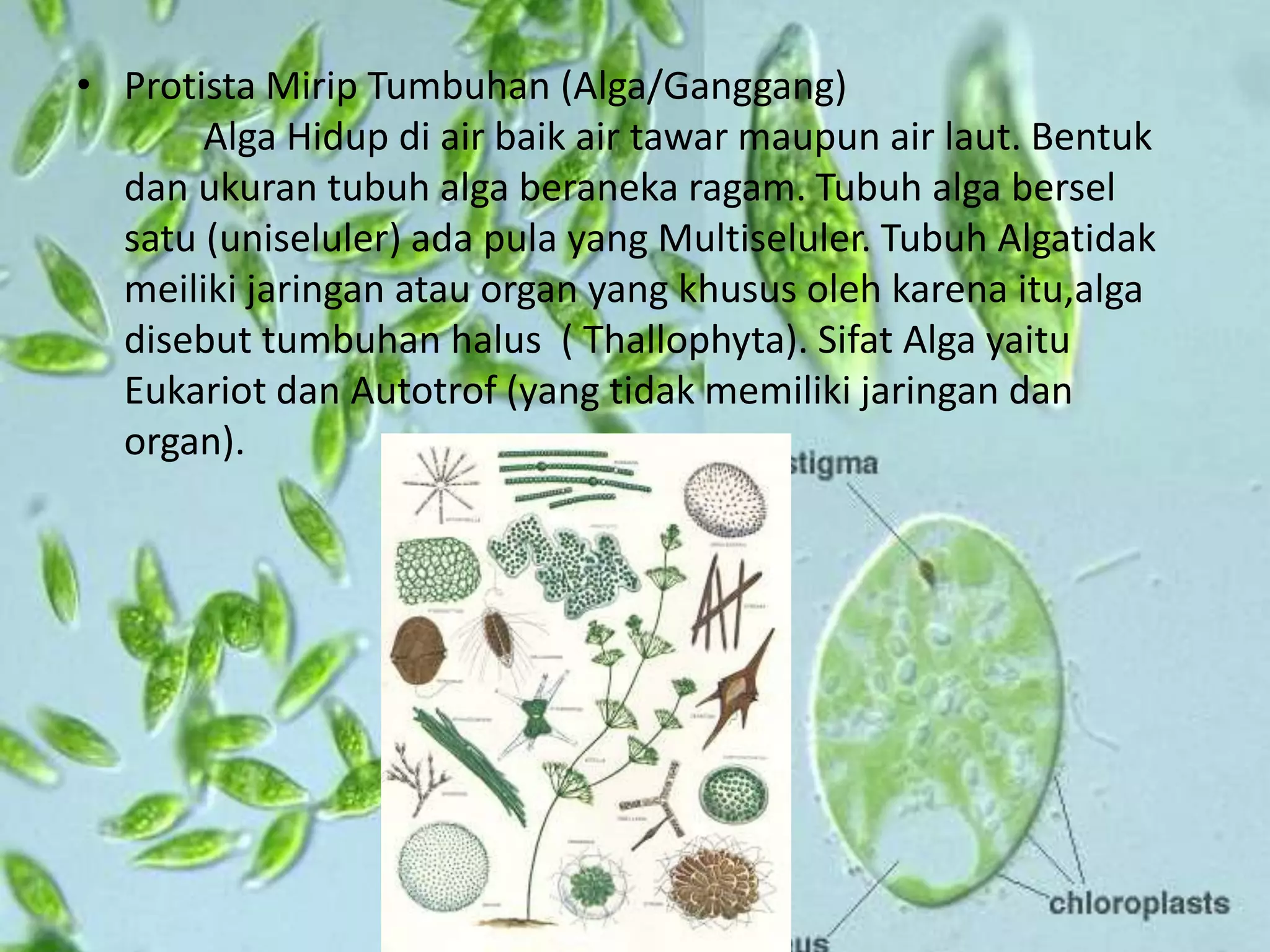 Protista | PPT