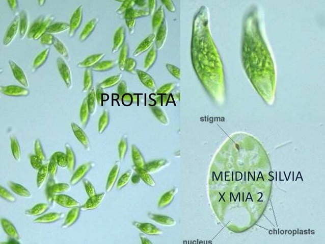 Protista | PPT