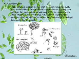 Protista | PPT