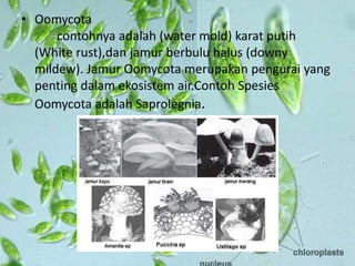 Protista | PPT