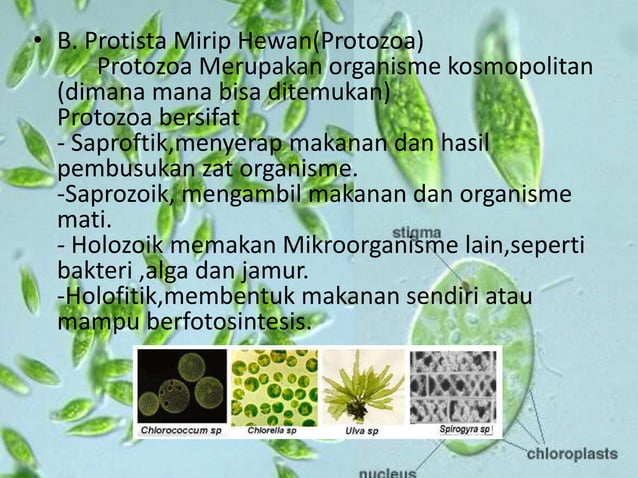 Protista | PPT | Free Download