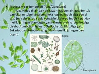 Protista | PPT