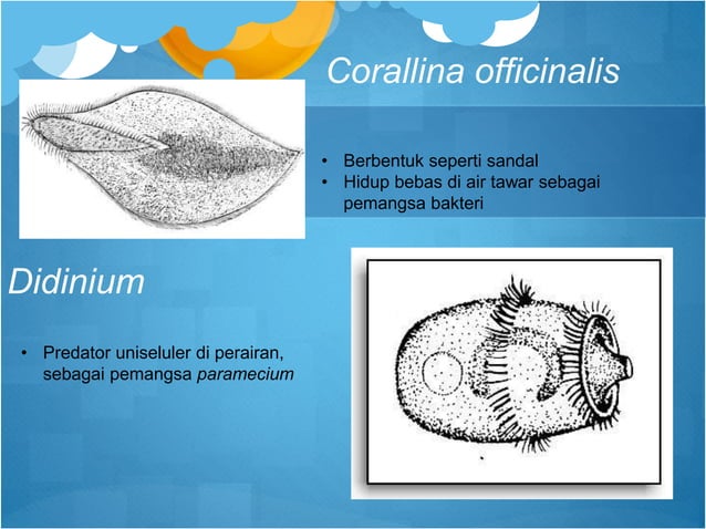 Protista | PPT