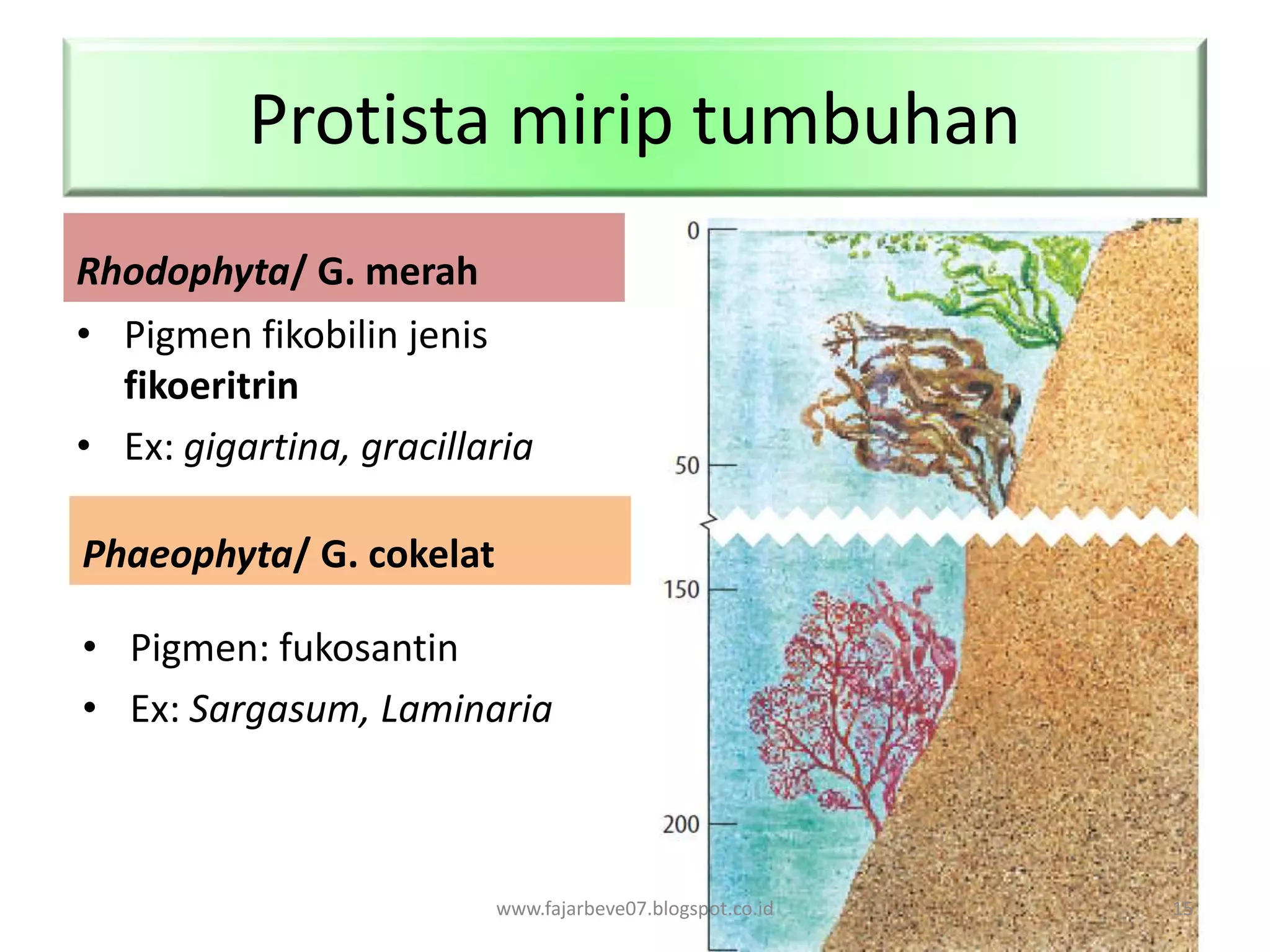 KINGDOM PROTISTA | PPTX