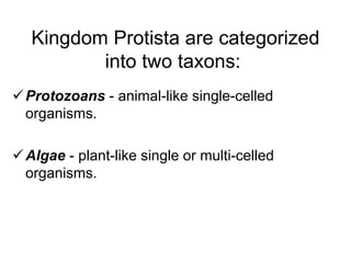 Protista | PPTX