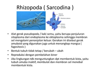 Protista | PPT