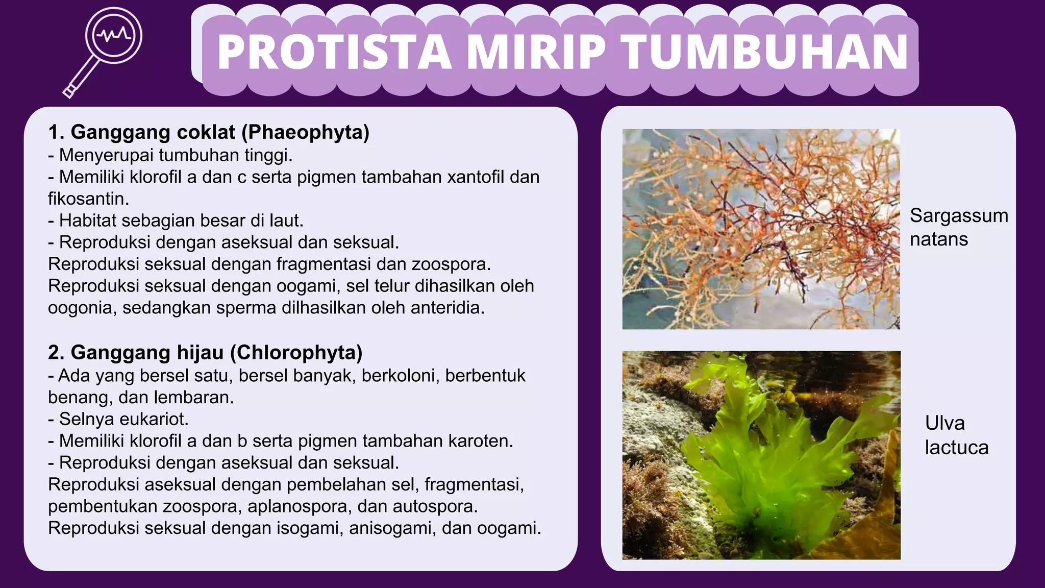 Protista | PPTX