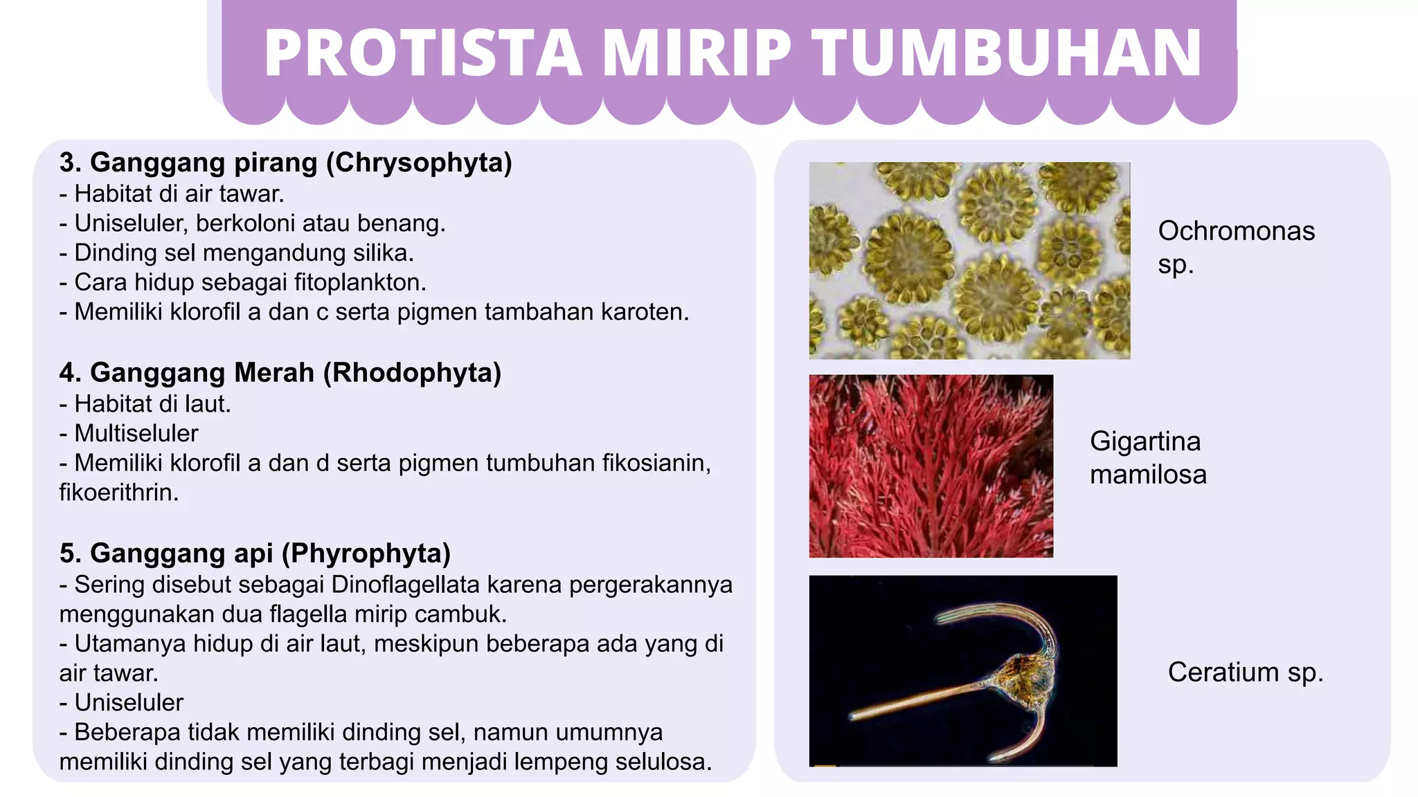 Protista | PPTX