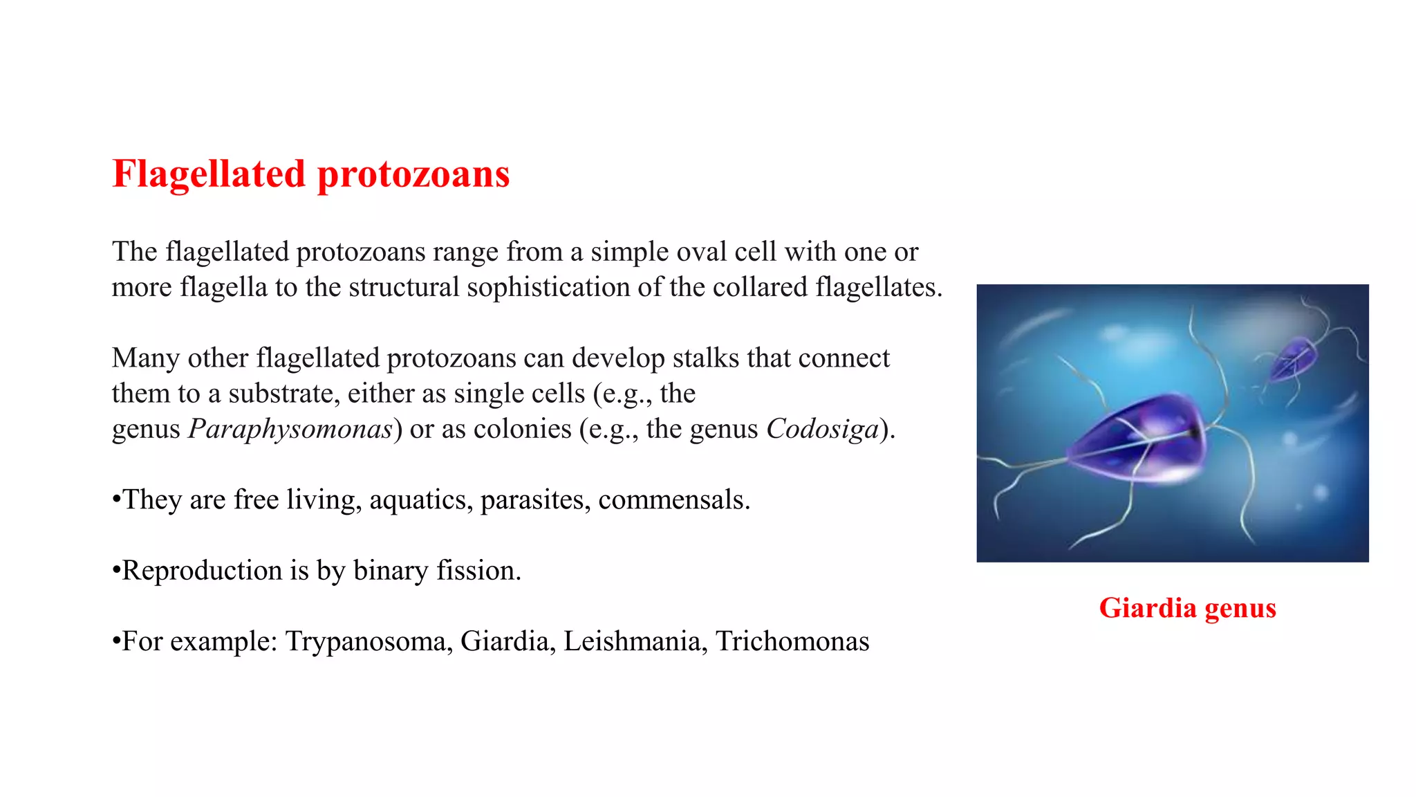 protista.pptx