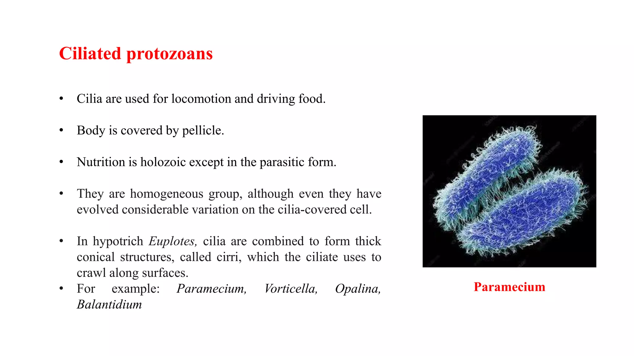 protista.pptx