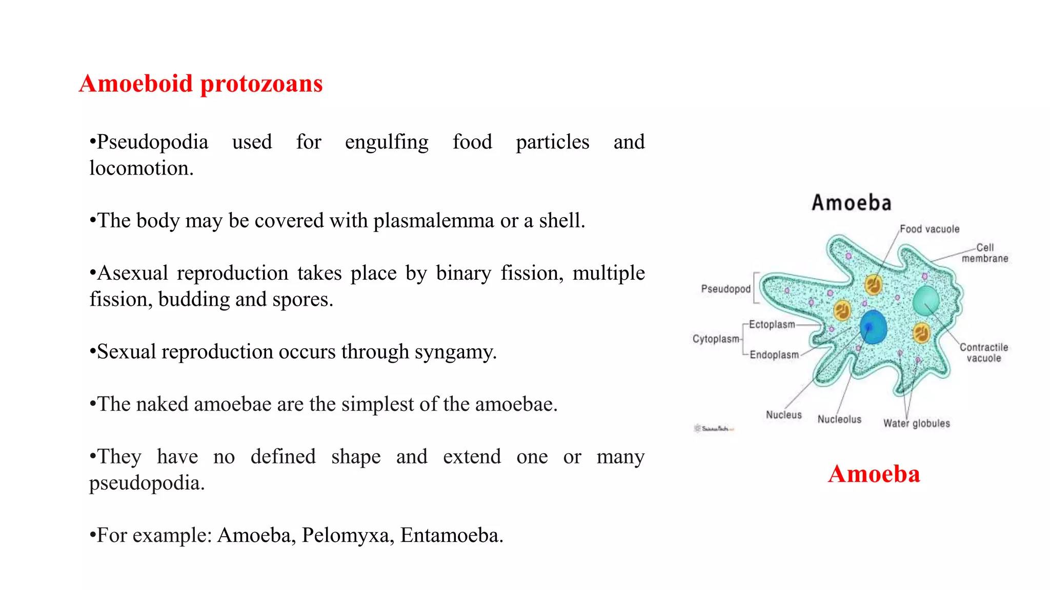 protista.pptx