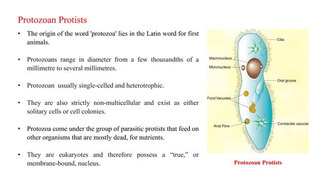 protista.pptx