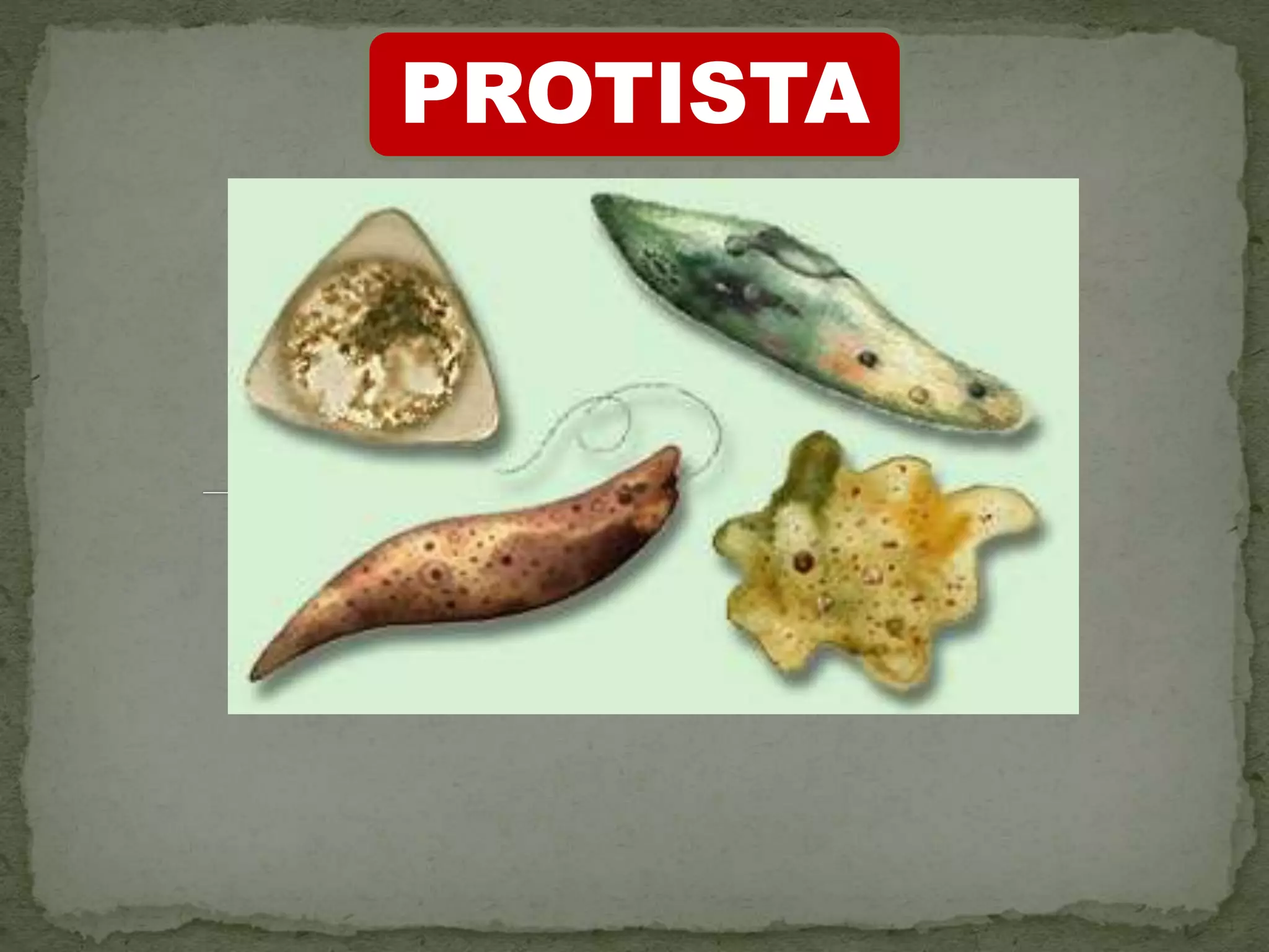 PROTISTA.pptx