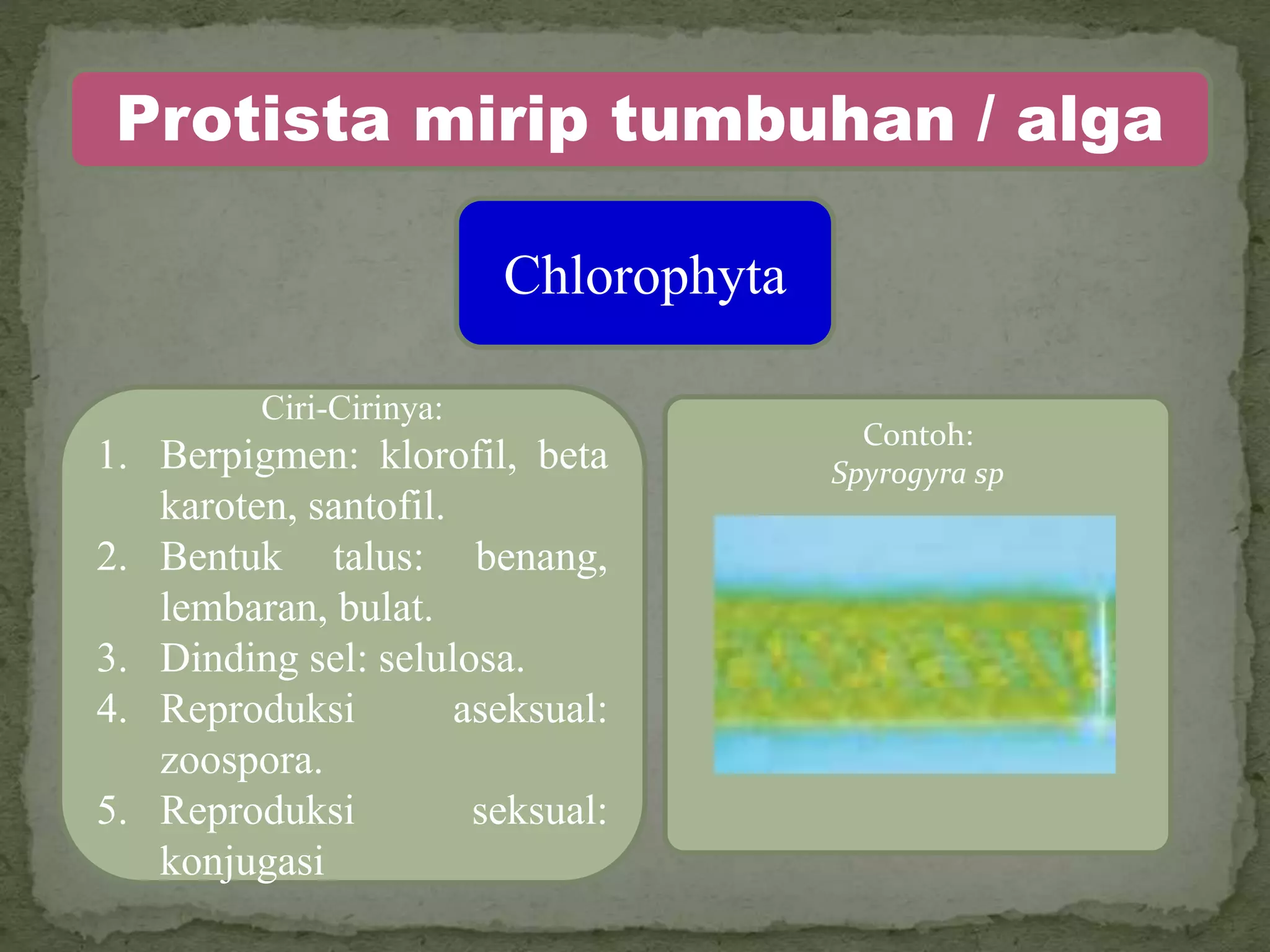 PROTISTA.pptx