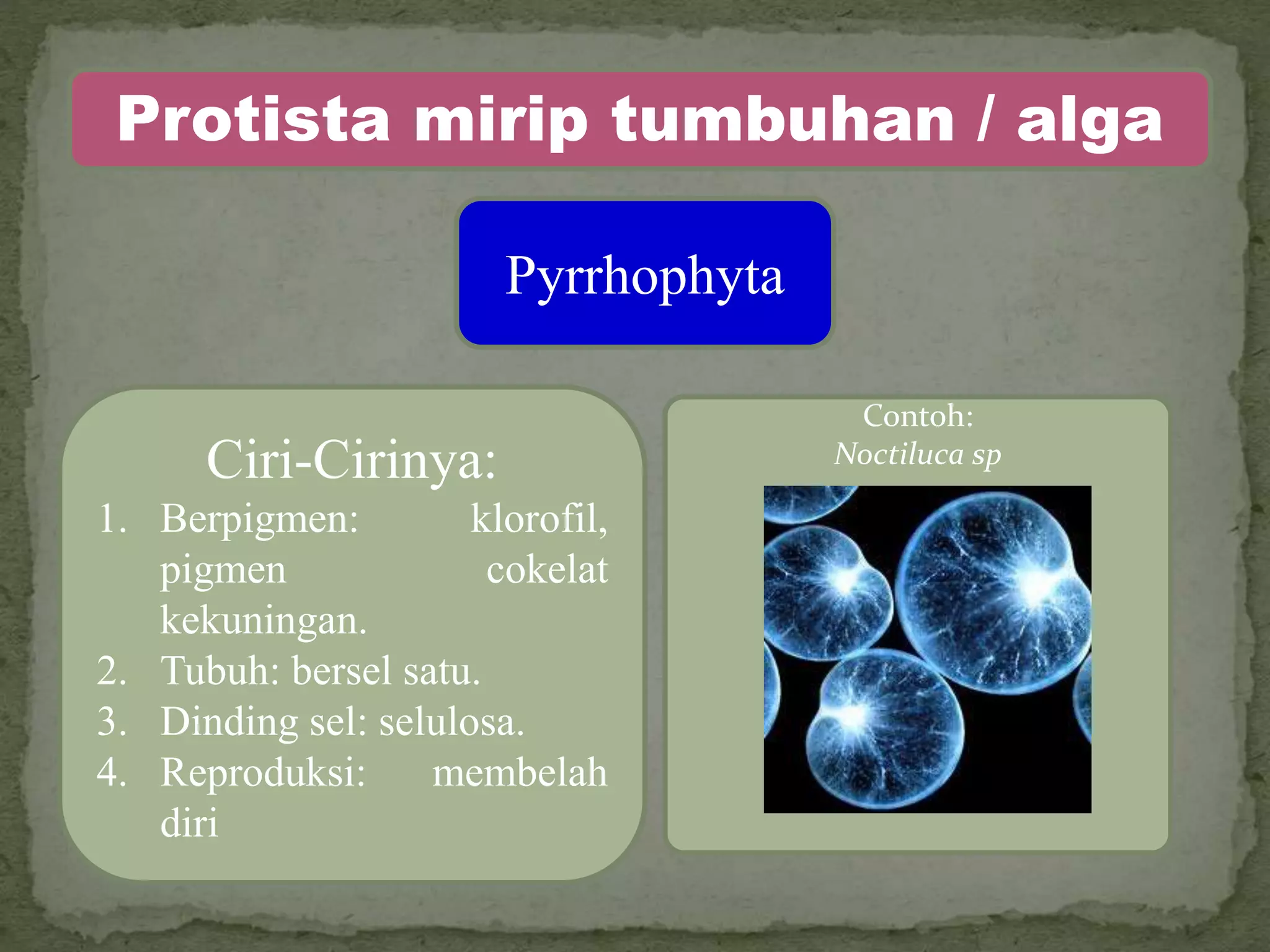PROTISTA.pptx