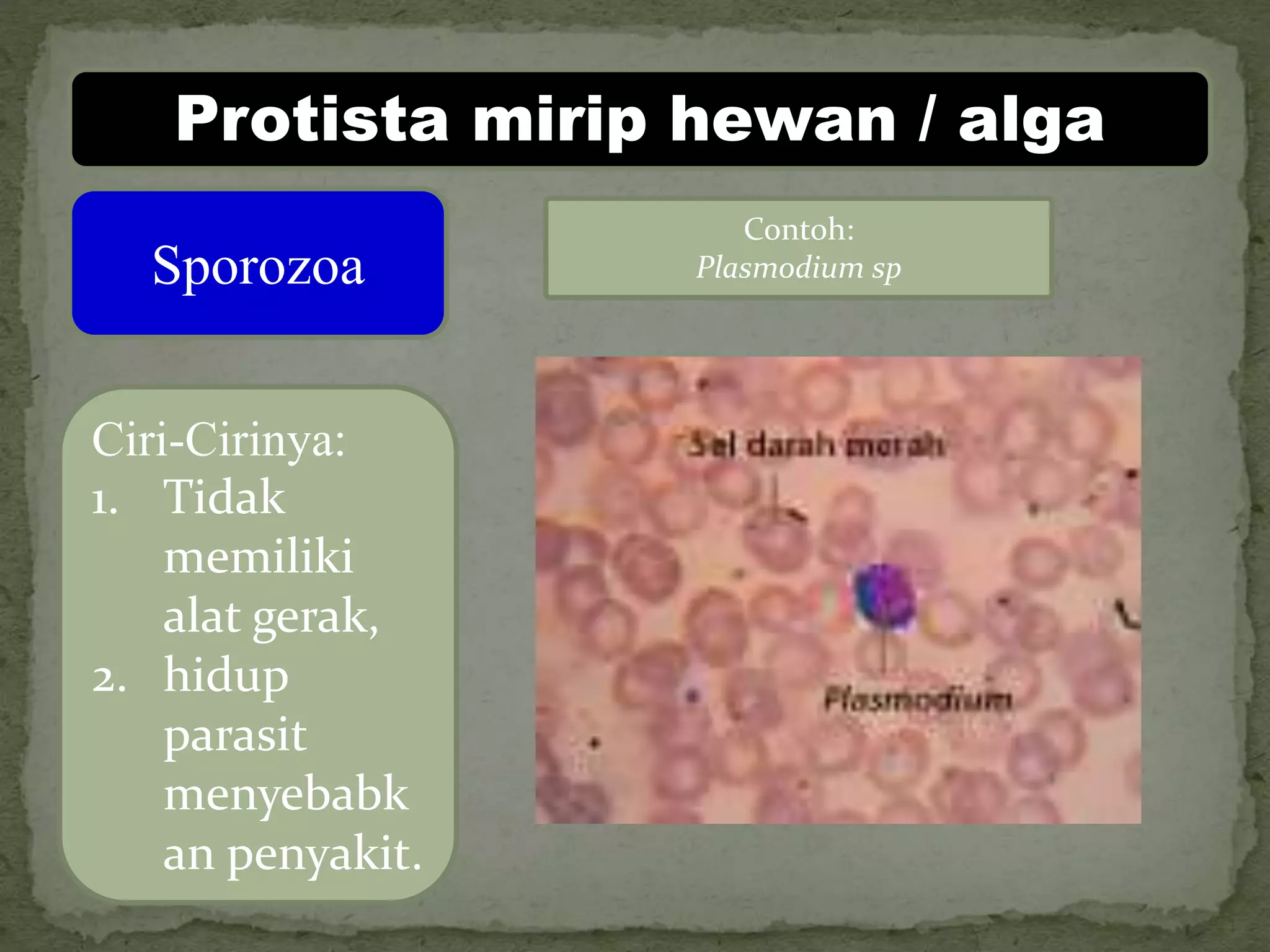 PROTISTA.pptx