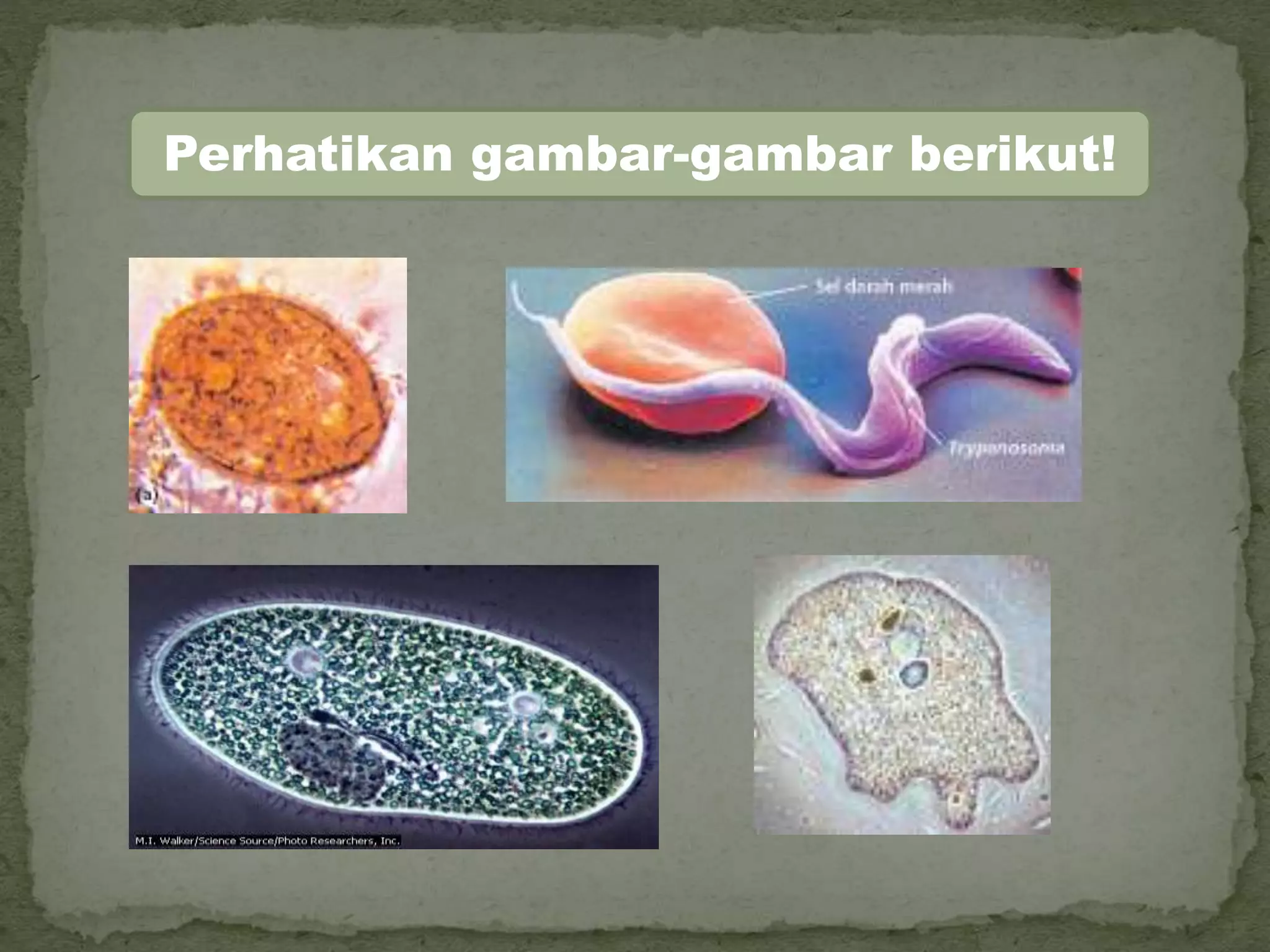 PROTISTA.pptx