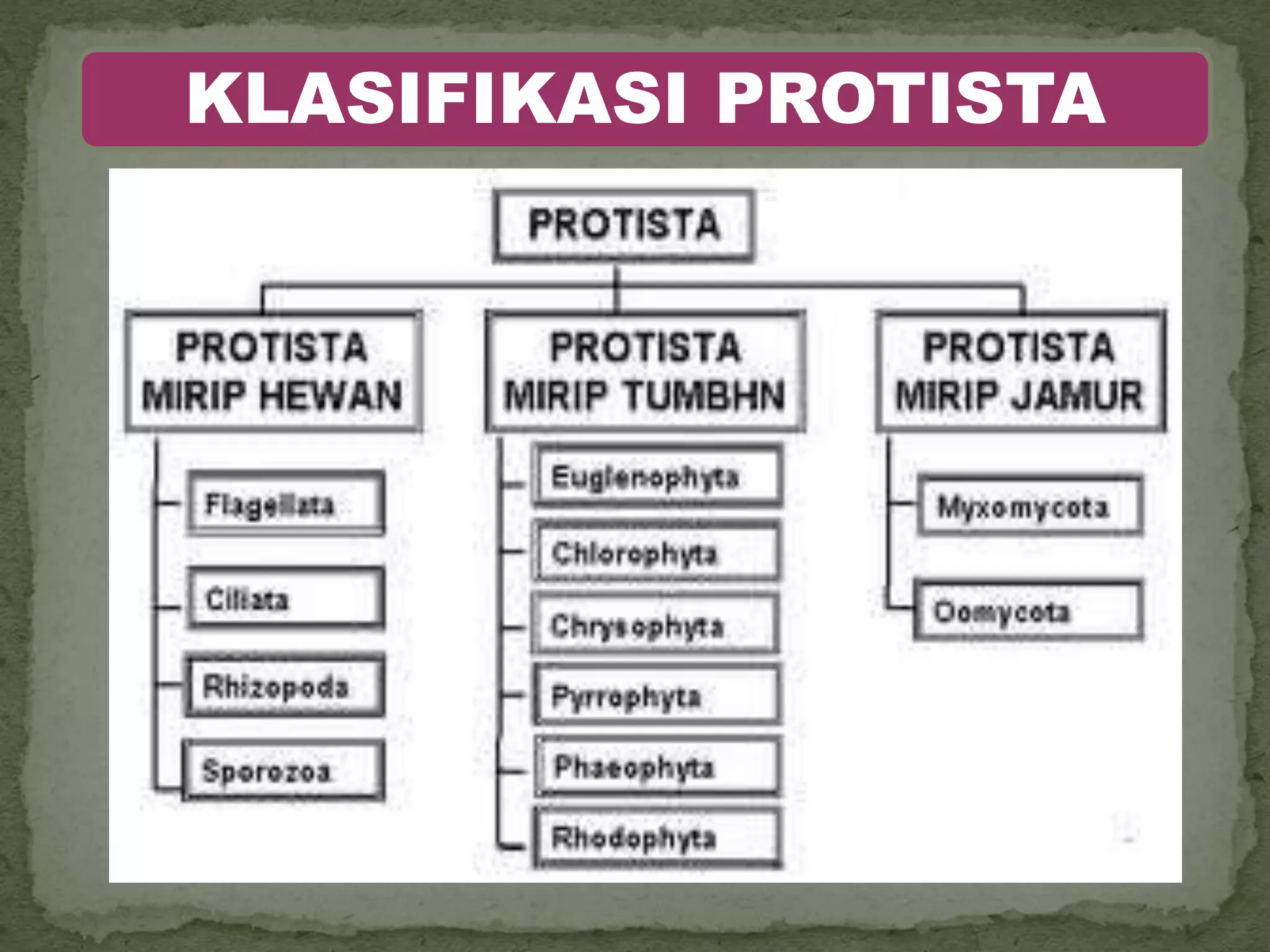 PROTISTA.pptx