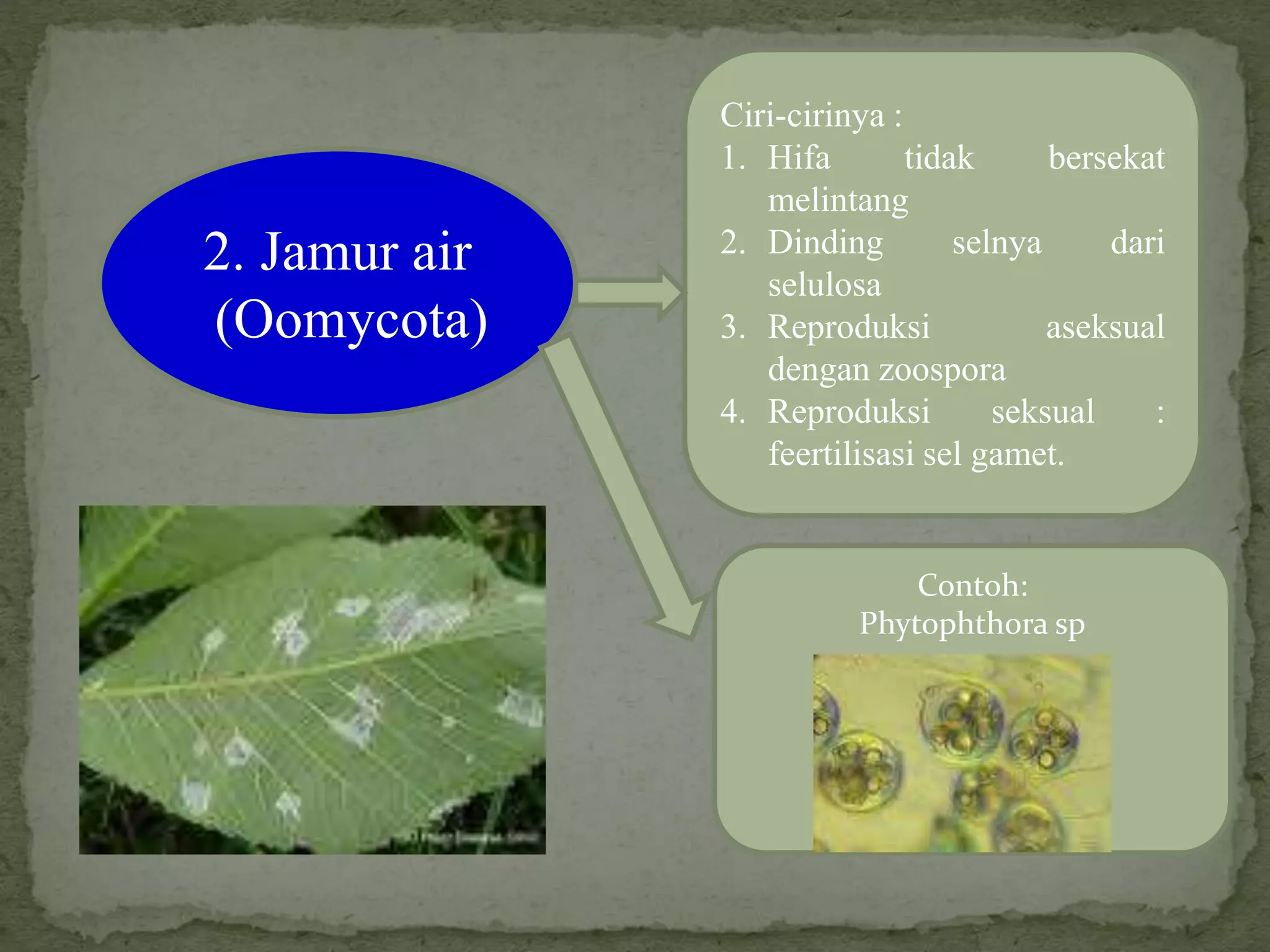 PROTISTA.pptx