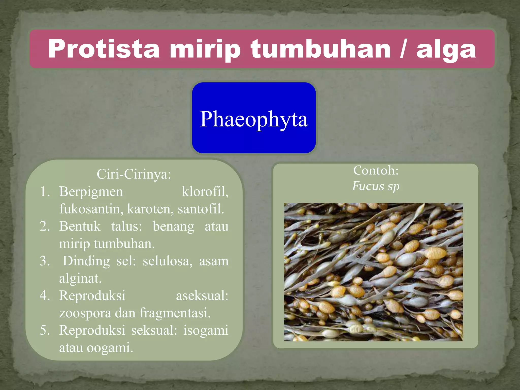 PROTISTA.pptx