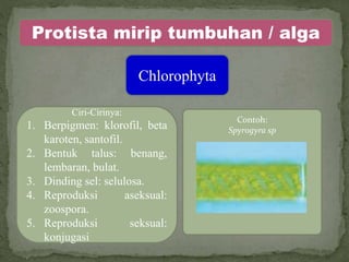PROTISTA.pptx