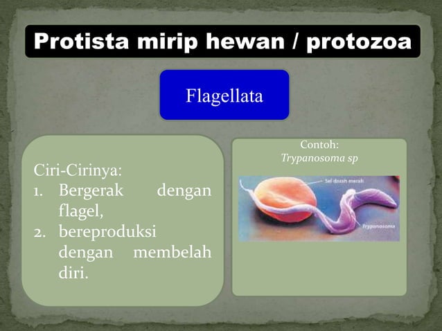 PROTISTA.pptx