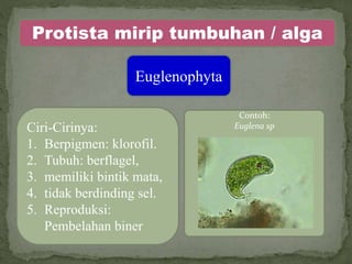 Ciri Ciri Euglenophyta