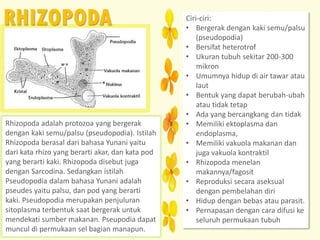 PROTISTA.pdf