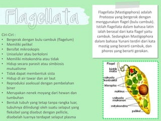 PROTISTA.pdf