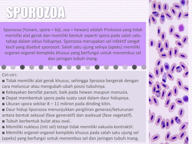 PROTISTA.pdf
