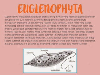 PROTISTA.pdf