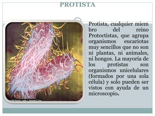 PROTISTA.pptx