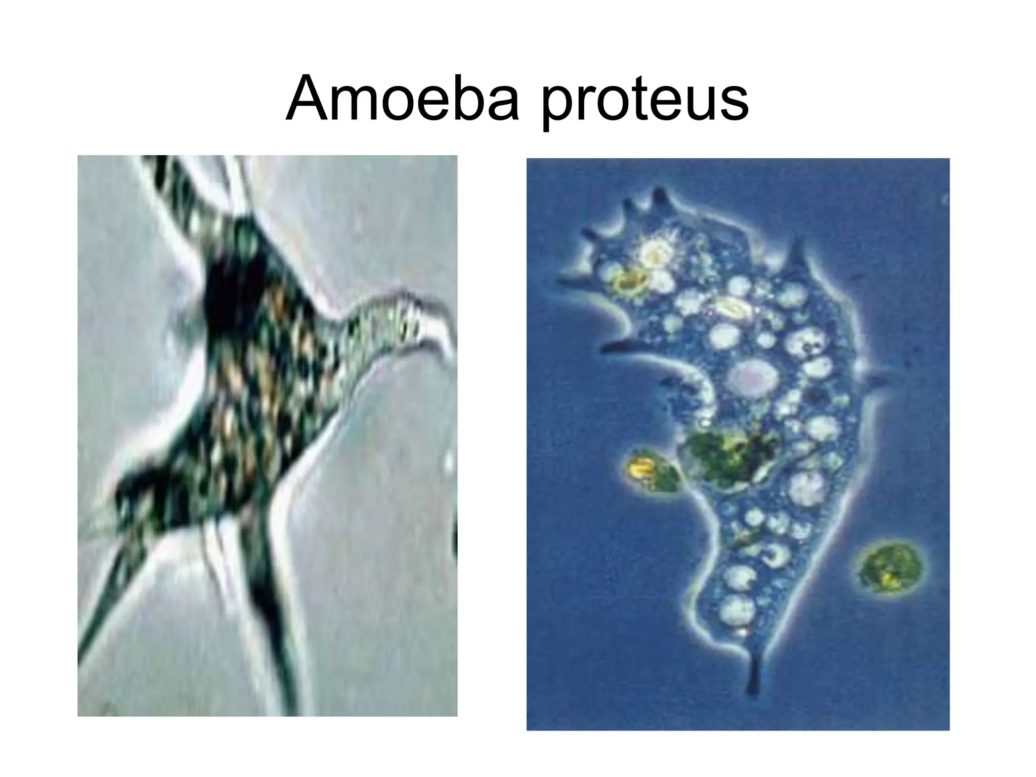 Kingdom PROTISTA.ppt, kelompok Bakteri dan Alga | PPT