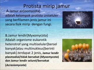 protista.ppt