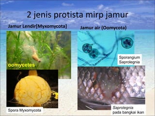 protista.ppt