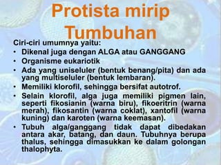 PROTISTA mATER Kelas X SMA Kurikulum 13 PPT | PPTX