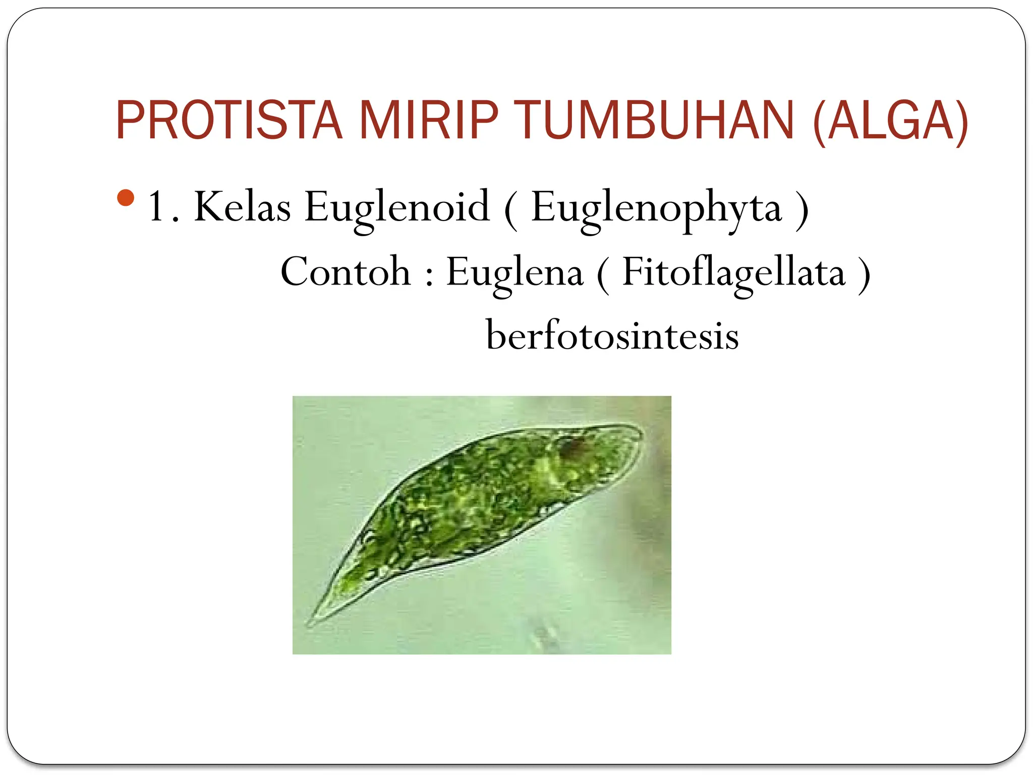 Protista untuk kelas 10 kurikulum tiga belas | PPTX