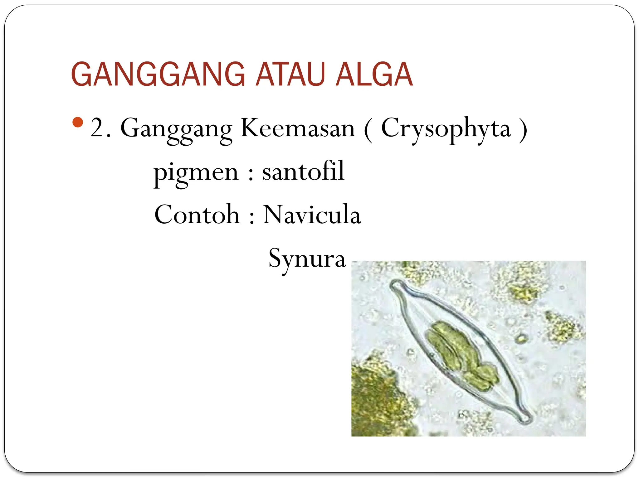 Protista untuk kelas 10 kurikulum tiga belas | PPTX
