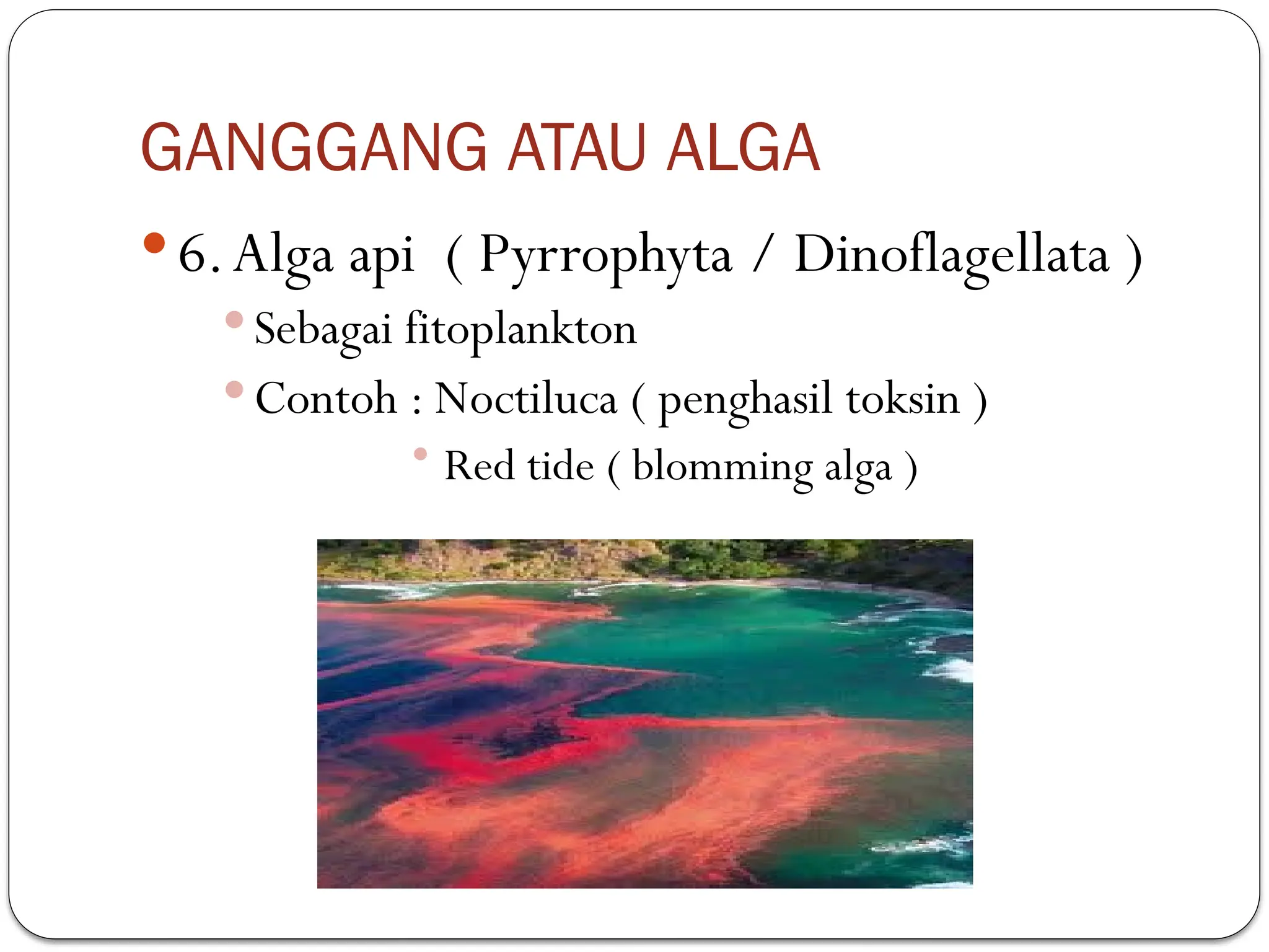 Protista untuk kelas 10 kurikulum tiga belas | PPTX