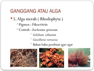 Protista untuk kelas 10 kurikulum tiga belas | PPT