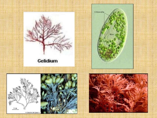 Kingdom monera bagian Protista ( Mirip hewan) | PPT