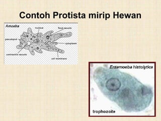 Kingdom monera bagian Protista ( Mirip hewan) | PPT