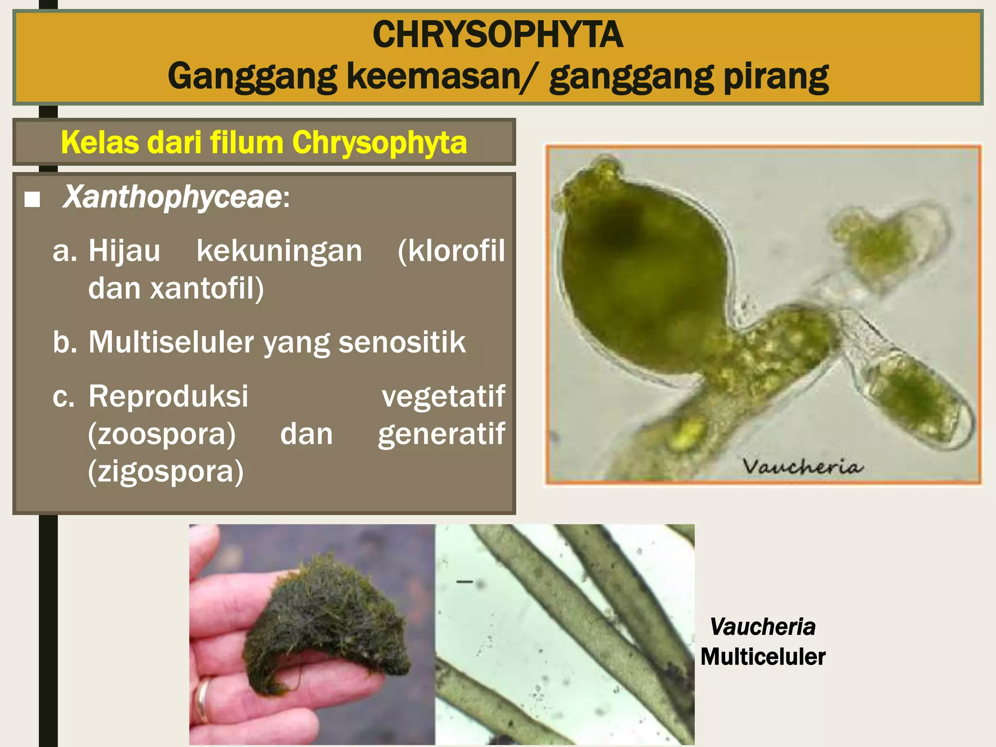 Protista algae | PPT