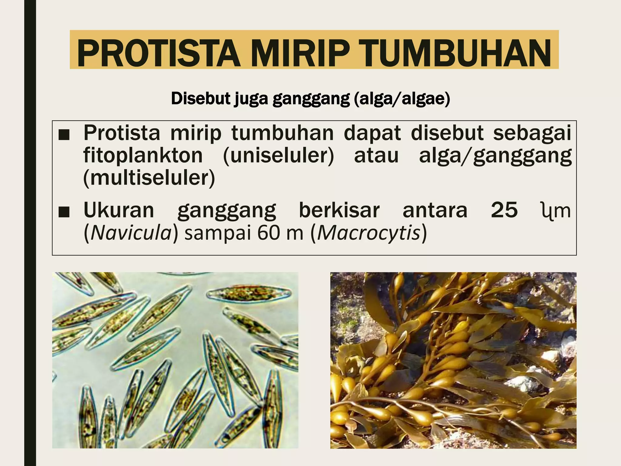 Protista algae | PPT