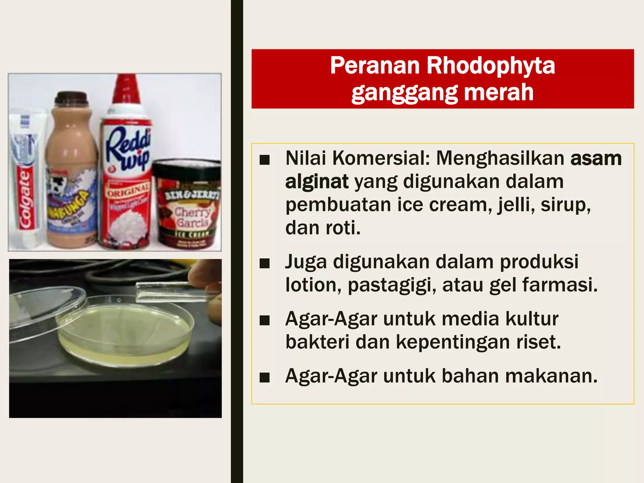 Protista algae | PPT