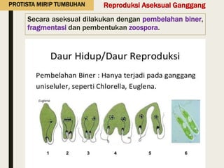 Protista algae | PPTX