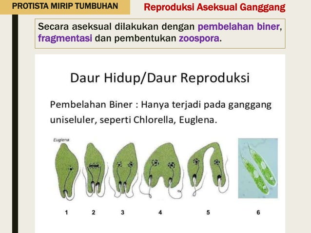Protista algae | PPT
